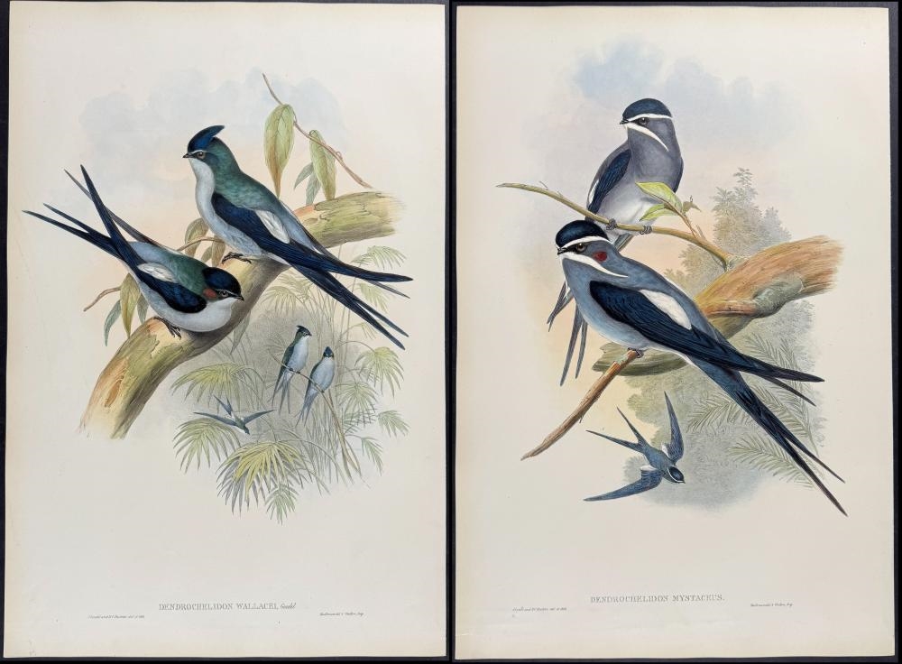 John Gould | 7 Bird Lithographs (1850 - 1883) | MutualArt