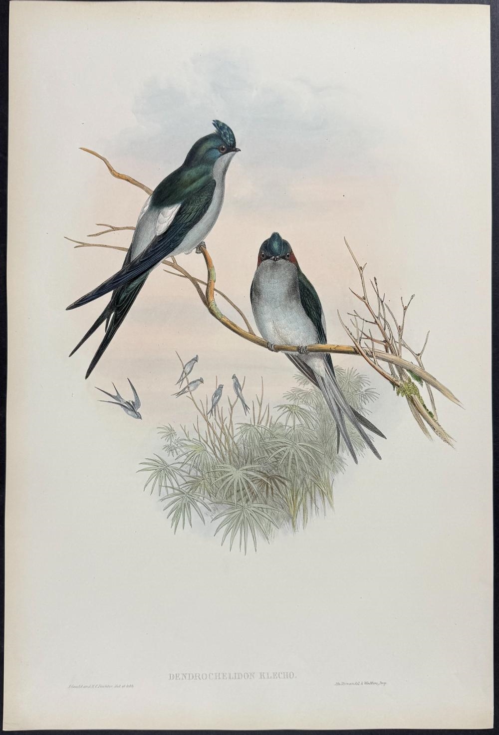 John Gould | 7 Bird Lithographs (1850 - 1883) | MutualArt