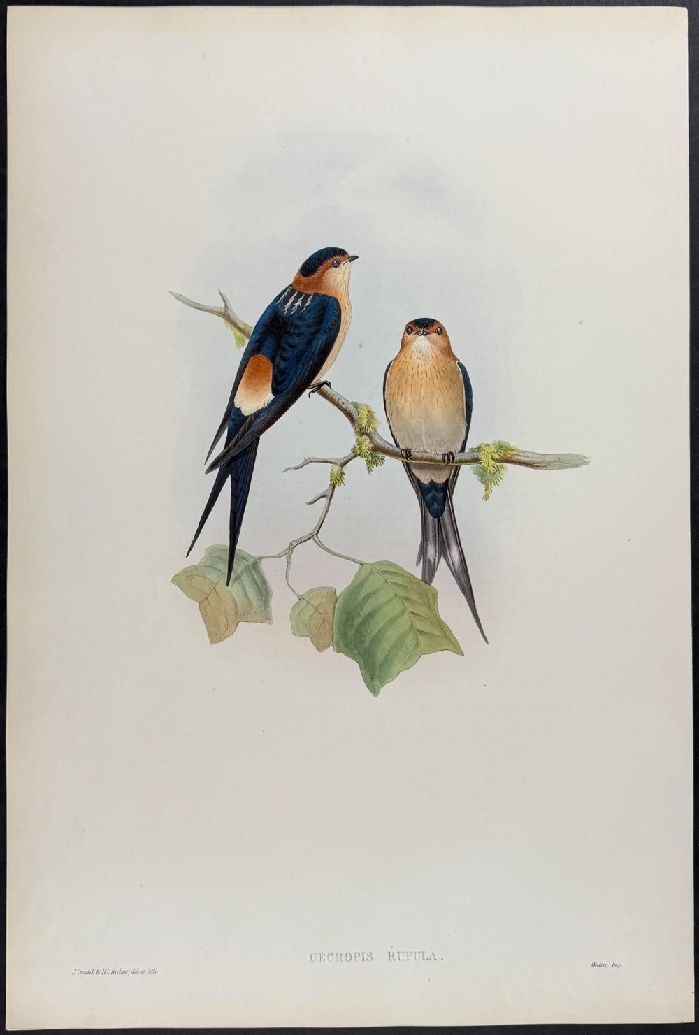 John Gould | 7 Bird Lithographs (1850 - 1883) | MutualArt