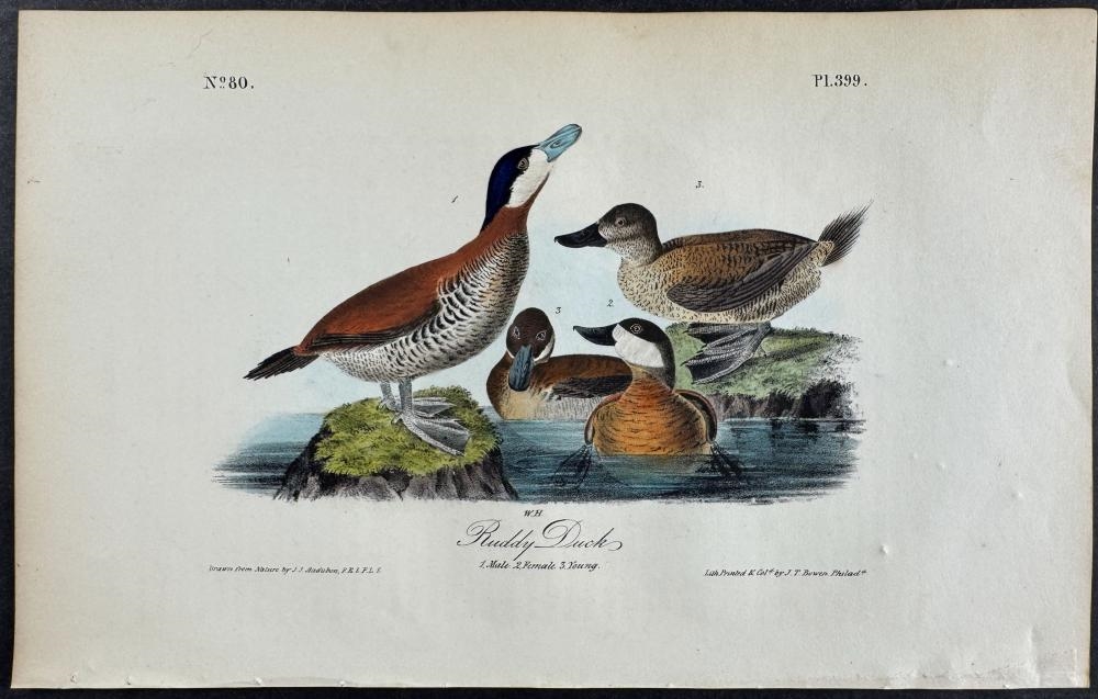 John James Audubon | Ruddy Duck (1840 - 1844) | MutualArt