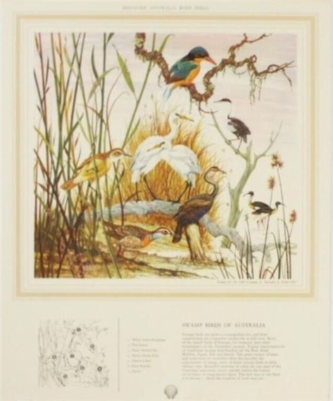 Robin Hill | Swamp Birds Of Australia | MutualArt