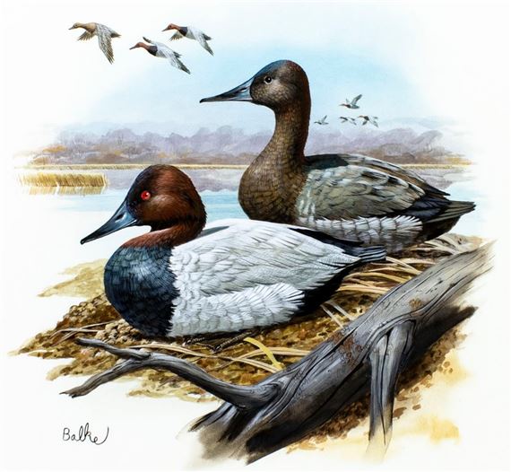 Don Balke | Canvasback Duck (1982) | MutualArt