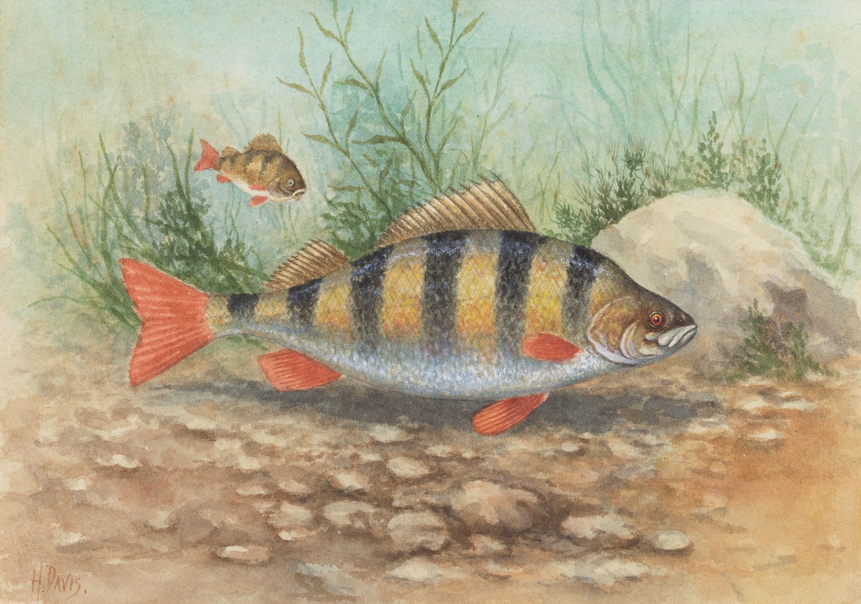 Davis Harry | Study of a perch | Compare similar artworks | MutualArt