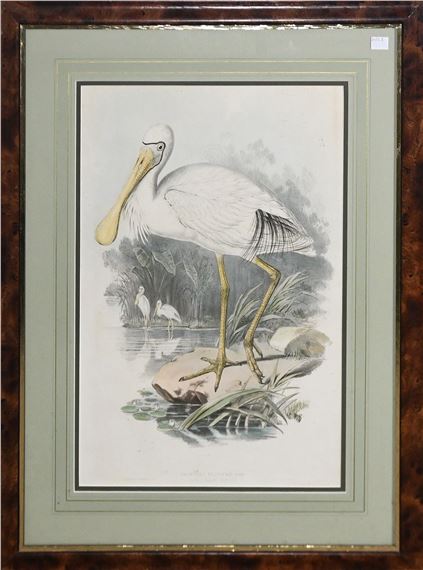John Gould | PLATALEA FLAVIPES | MutualArt