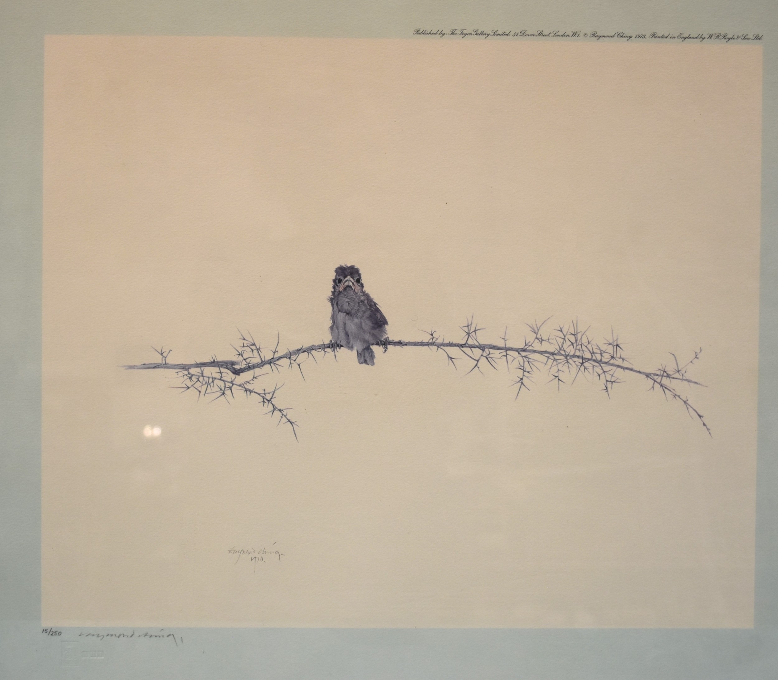 Raymond Harris Ching | Sparrow Fledgling | MutualArt