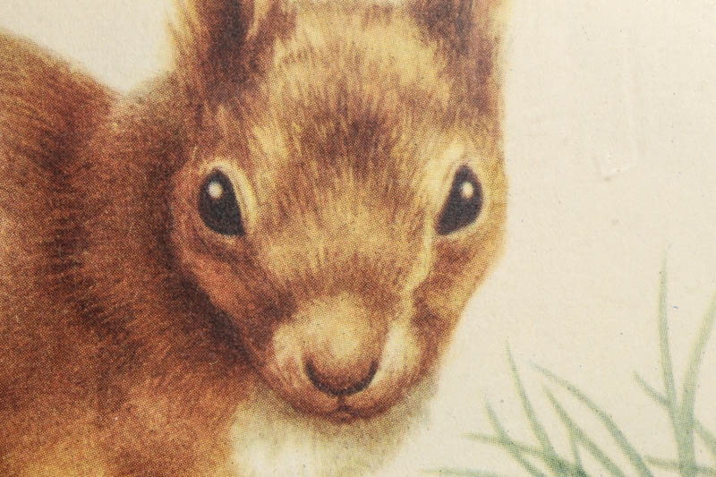 Noel Hubert Hopking | a red squirrel | MutualArt