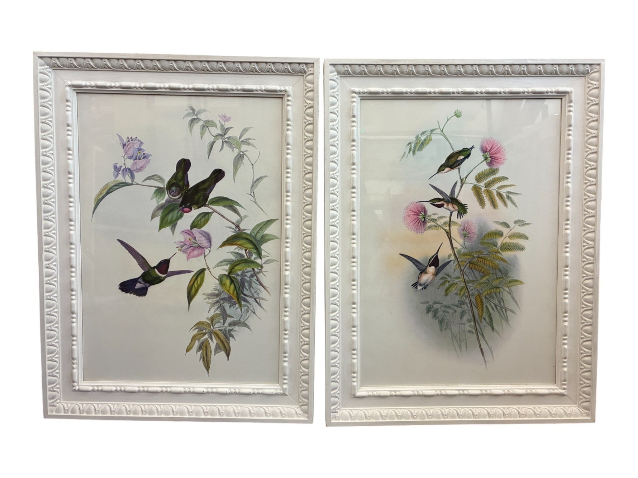 Gould John | Calothorax Micrurus - Short tailed wood-star; Heliangelus ...