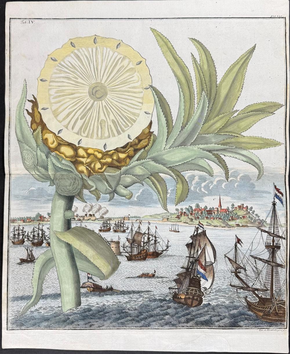Johann Christoph Volckamer | Pineapple & Ships (1714) | MutualArt
