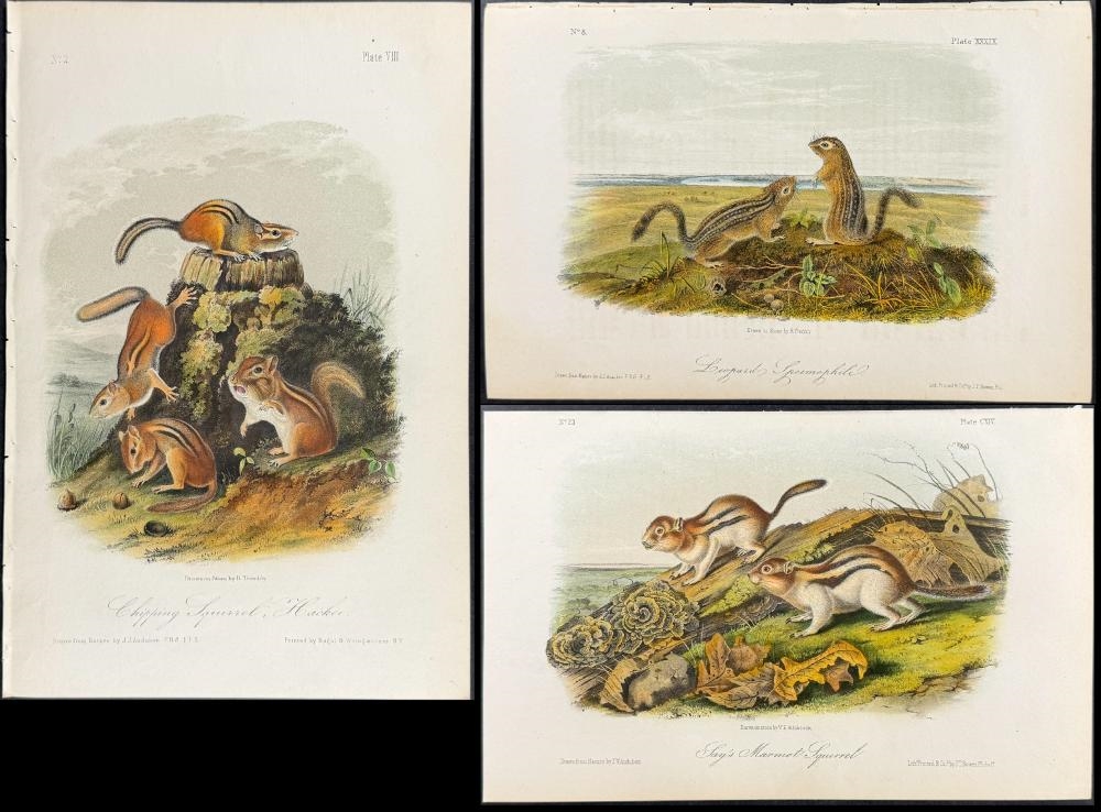 John James Audubon | 4 Squirrel Lithographs | Compare similar artworks ...