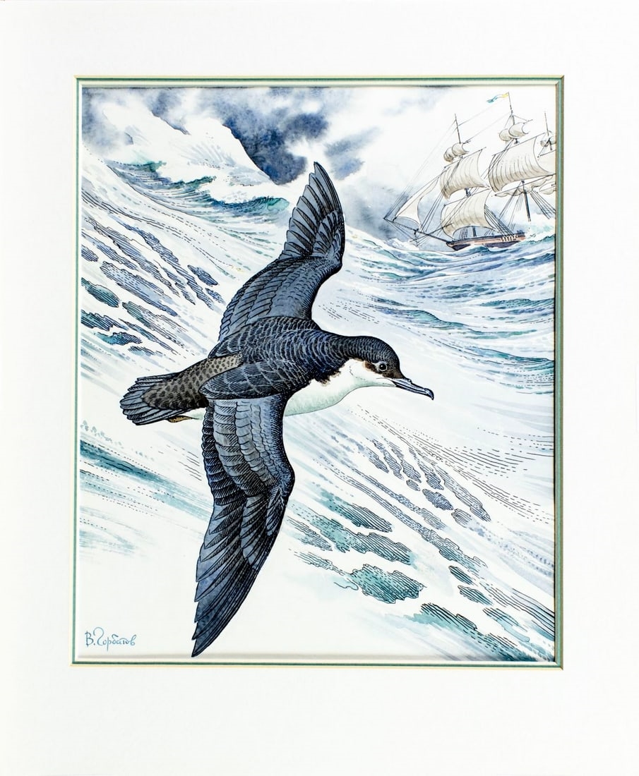 Vadim Gorbatov | Audubons Shearwater Bird, Maldives (1990) | MutualArt