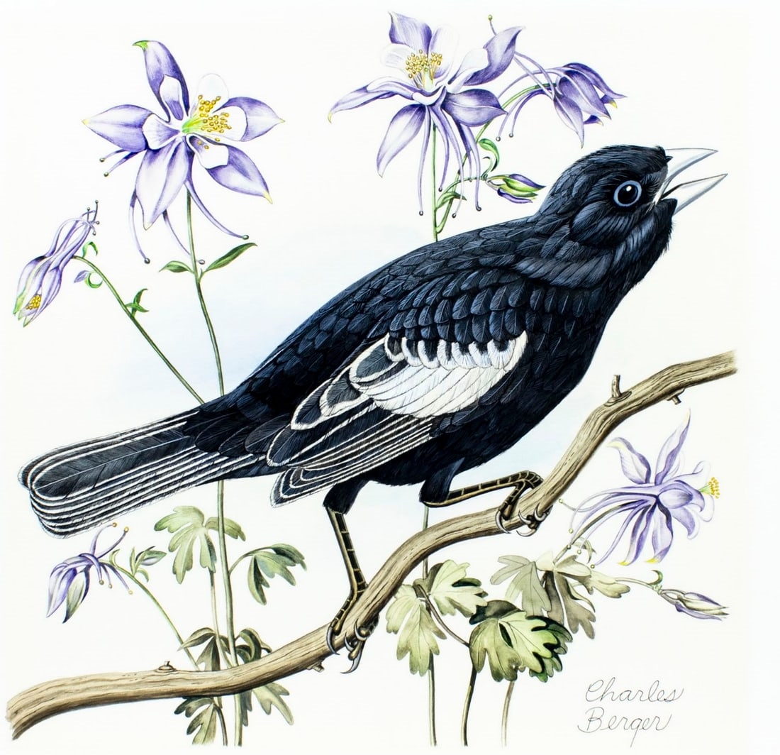 Charles J Berger | Black Monarch Bird | MutualArt