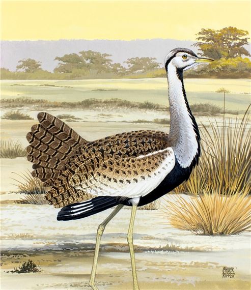 Chuck Ripper | Black-bellied Bustard Bird (2000) | MutualArt