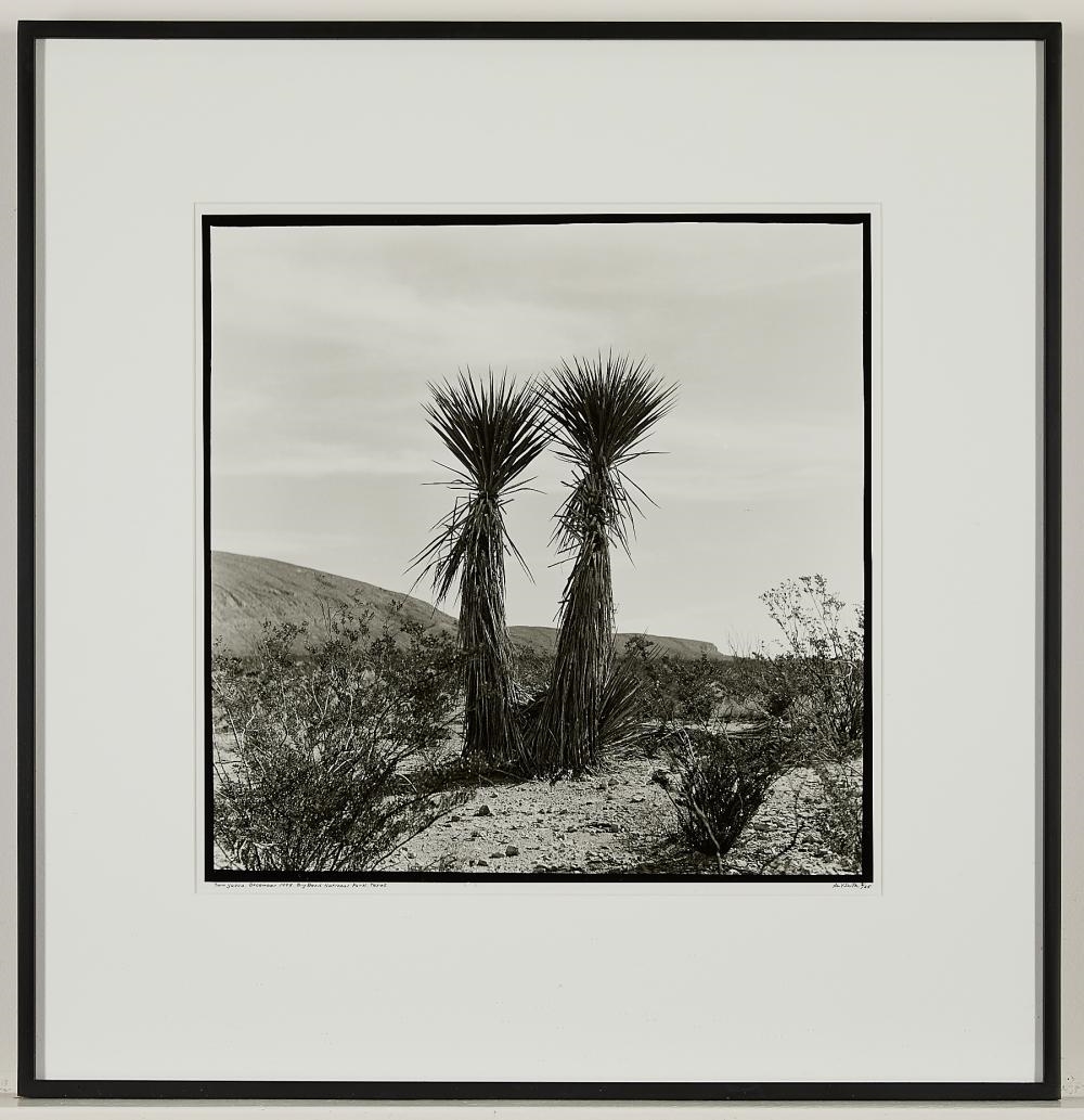 Allison V. Smith | Twin Yucca (1988) | MutualArt