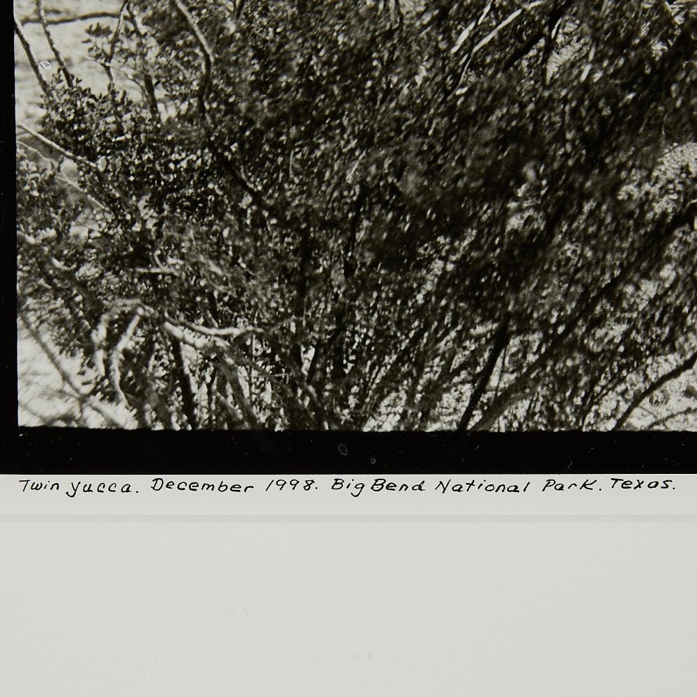 Allison V. Smith | Twin Yucca (1988) | MutualArt