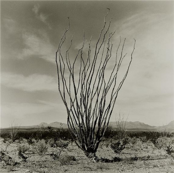 Allison V. Smith | Ocotillo (1988) | MutualArt