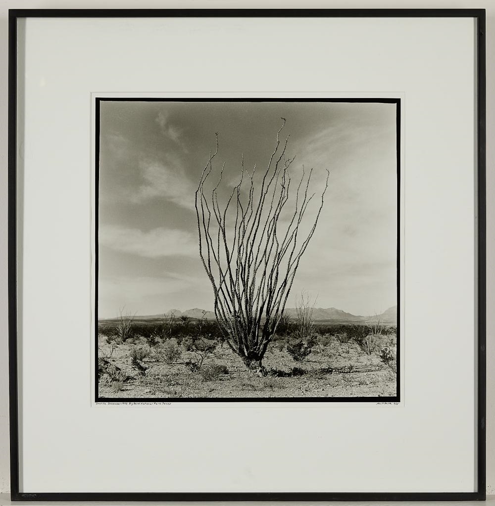 Allison V. Smith | Ocotillo (1988) | MutualArt