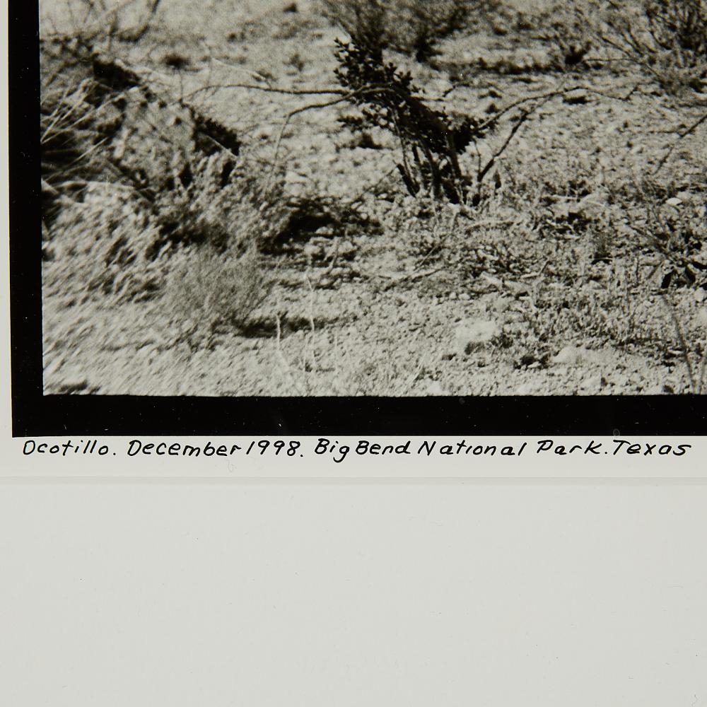 Allison V. Smith | Ocotillo (1988) | MutualArt