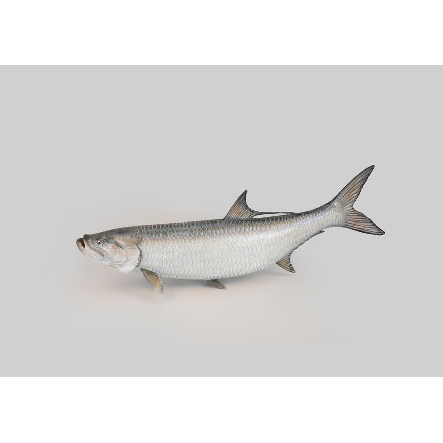 Mike Borrett | TROPHY TARPON CARVING | MutualArt
