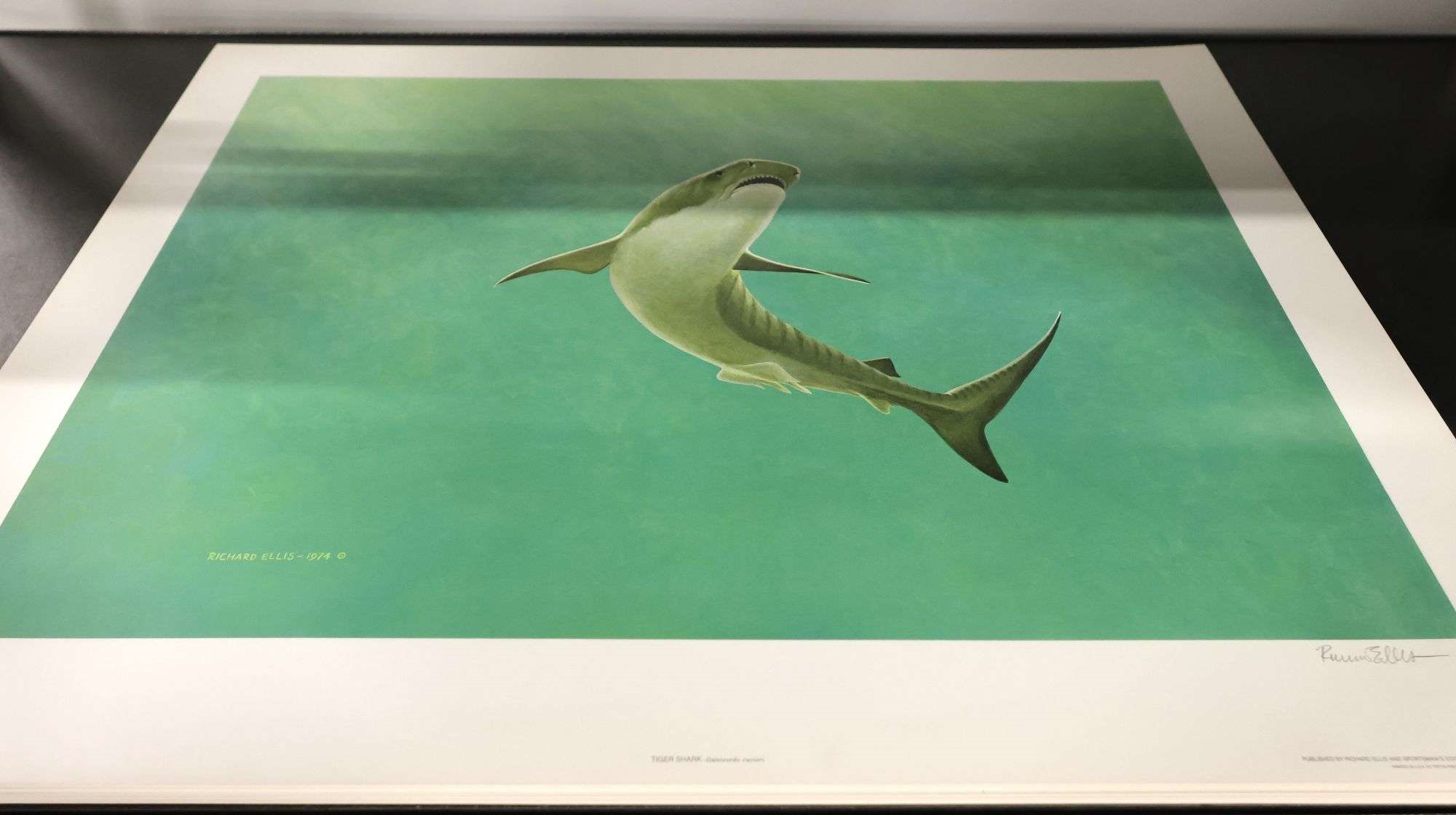 Richard Ellis | Shark | MutualArt