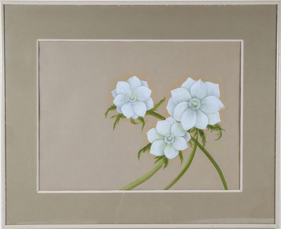 Mary Gary | White Anemone | MutualArt