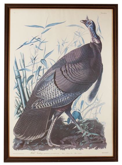 Robert Havell | Wild Turkey Print | MutualArt