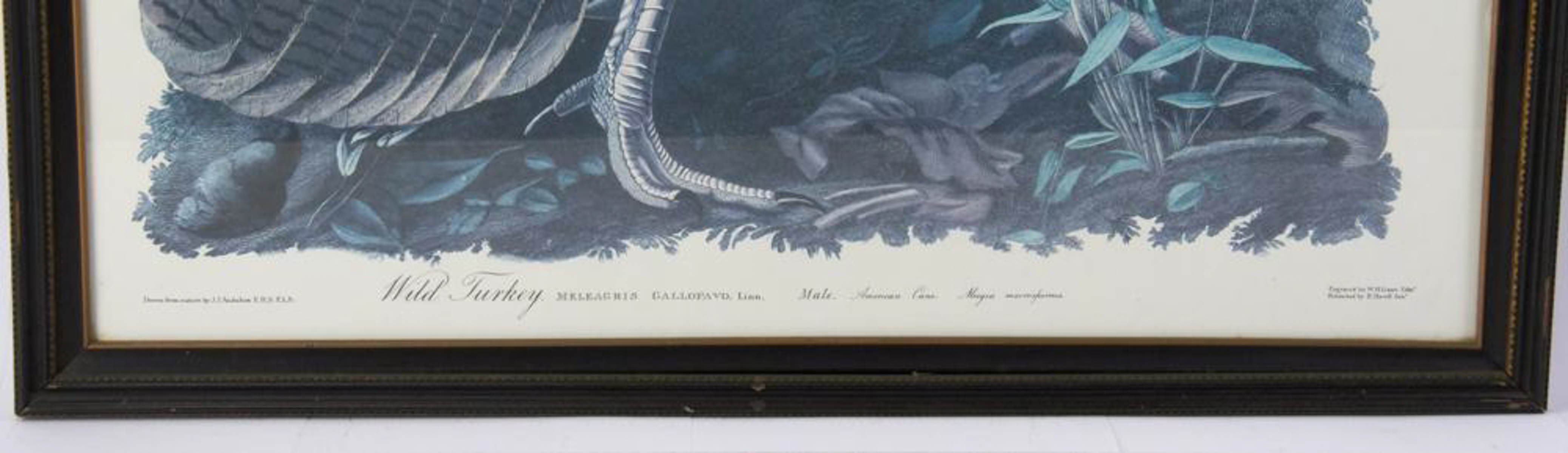 Robert Havell | Wild Turkey Print | MutualArt