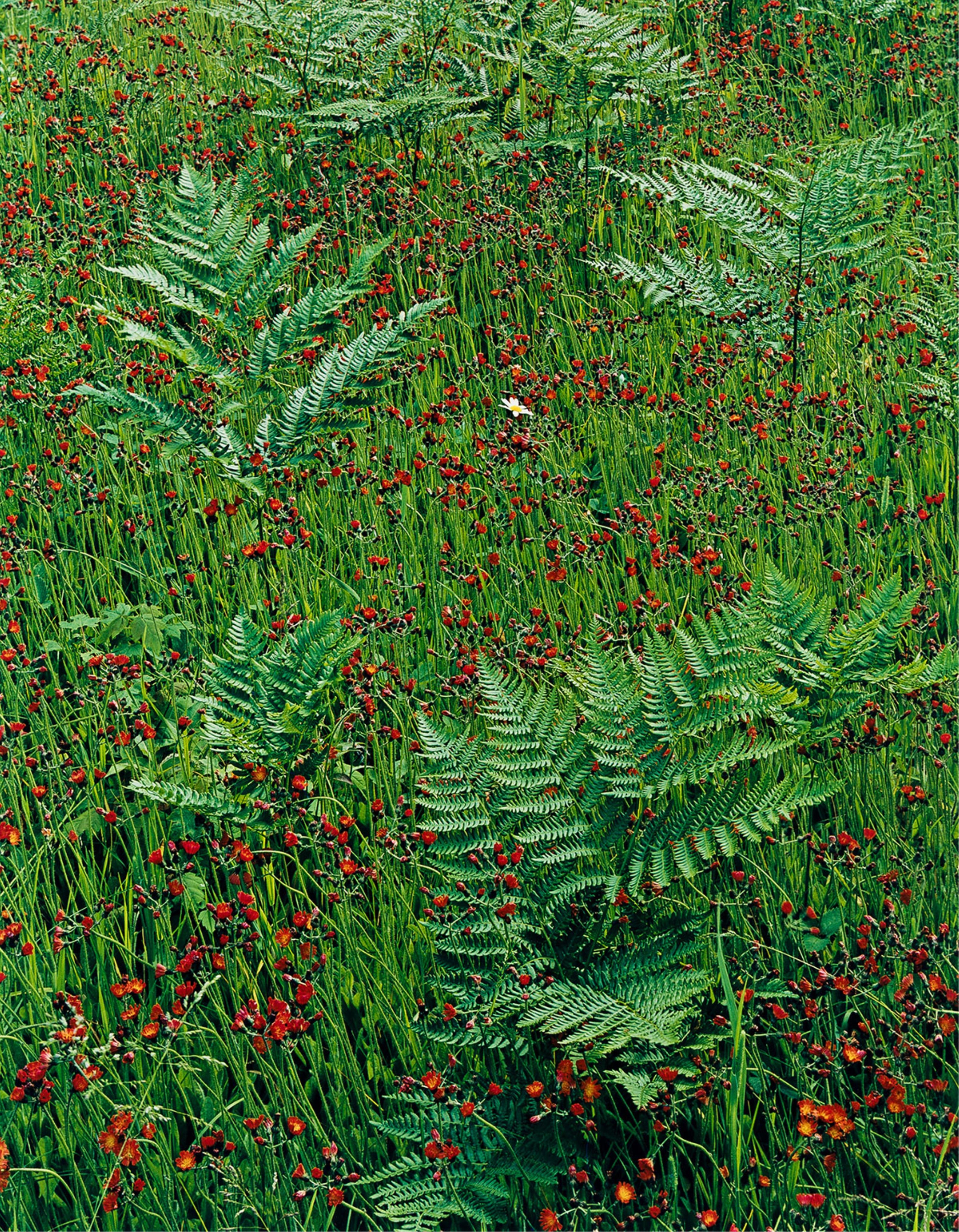 Eliot Porter | Certain Passages | MutualArt
