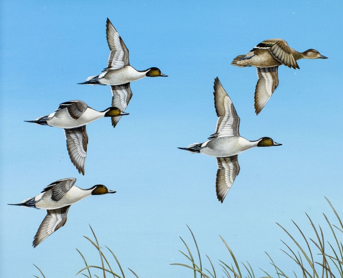 Lee Mauney | Flying Pintail Ducks | MutualArt