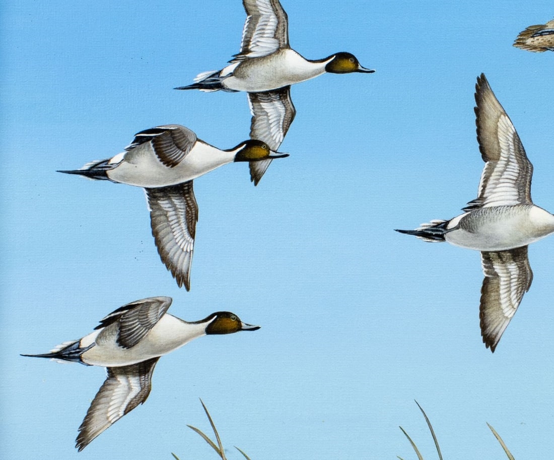 Lee Mauney | Flying Pintail Ducks | MutualArt