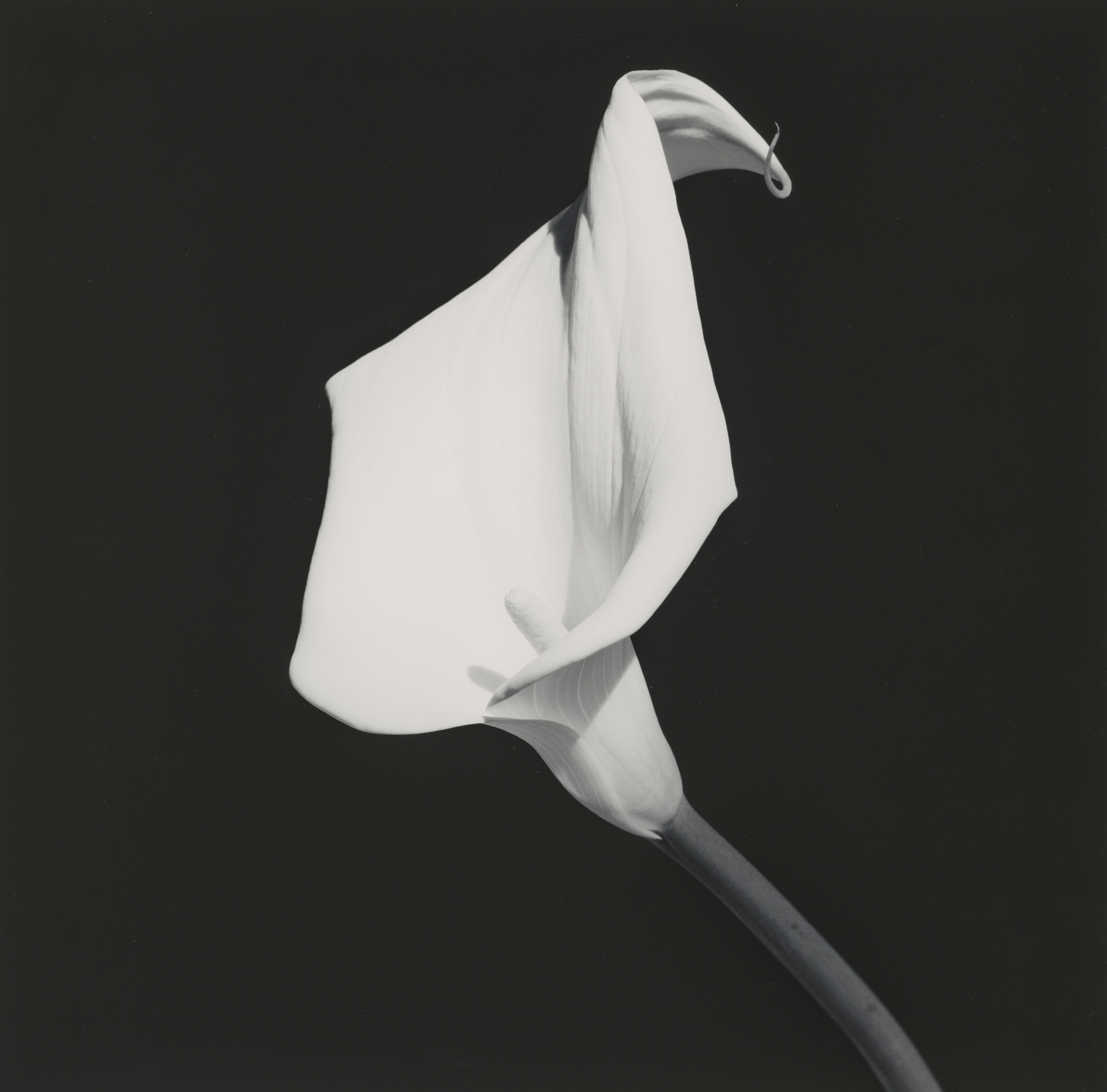 Robert Mapplethorpe | Calla Lily (1987) | MutualArt