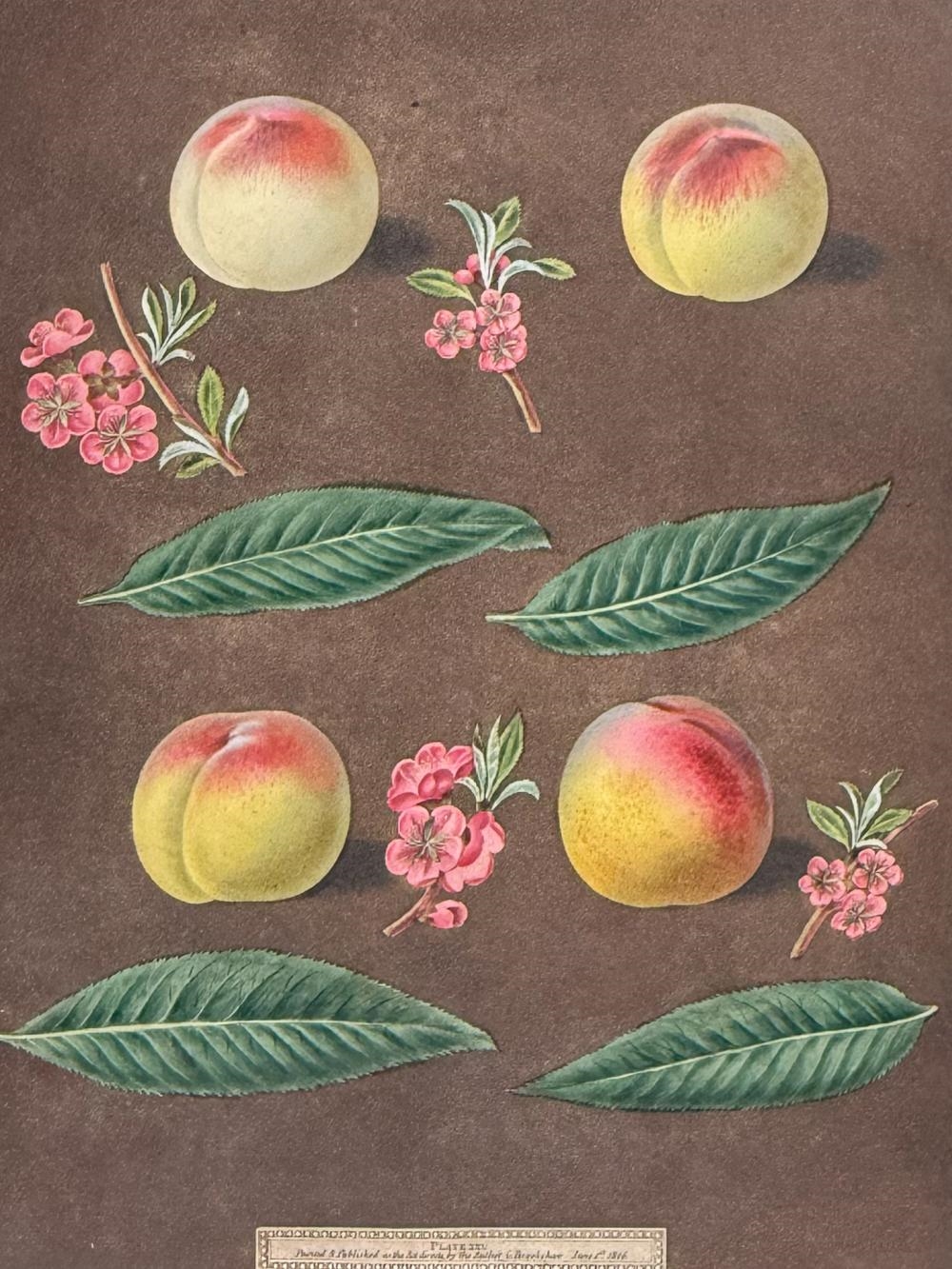 George Brookshaw | Folio - Peaches (1804 - 1812) | MutualArt