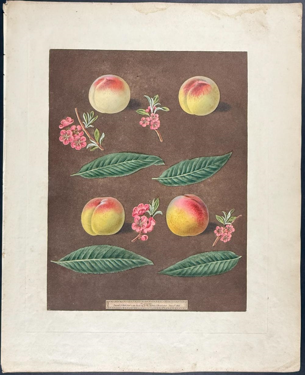 George Brookshaw | Folio - Peaches (1804 - 1812) | MutualArt