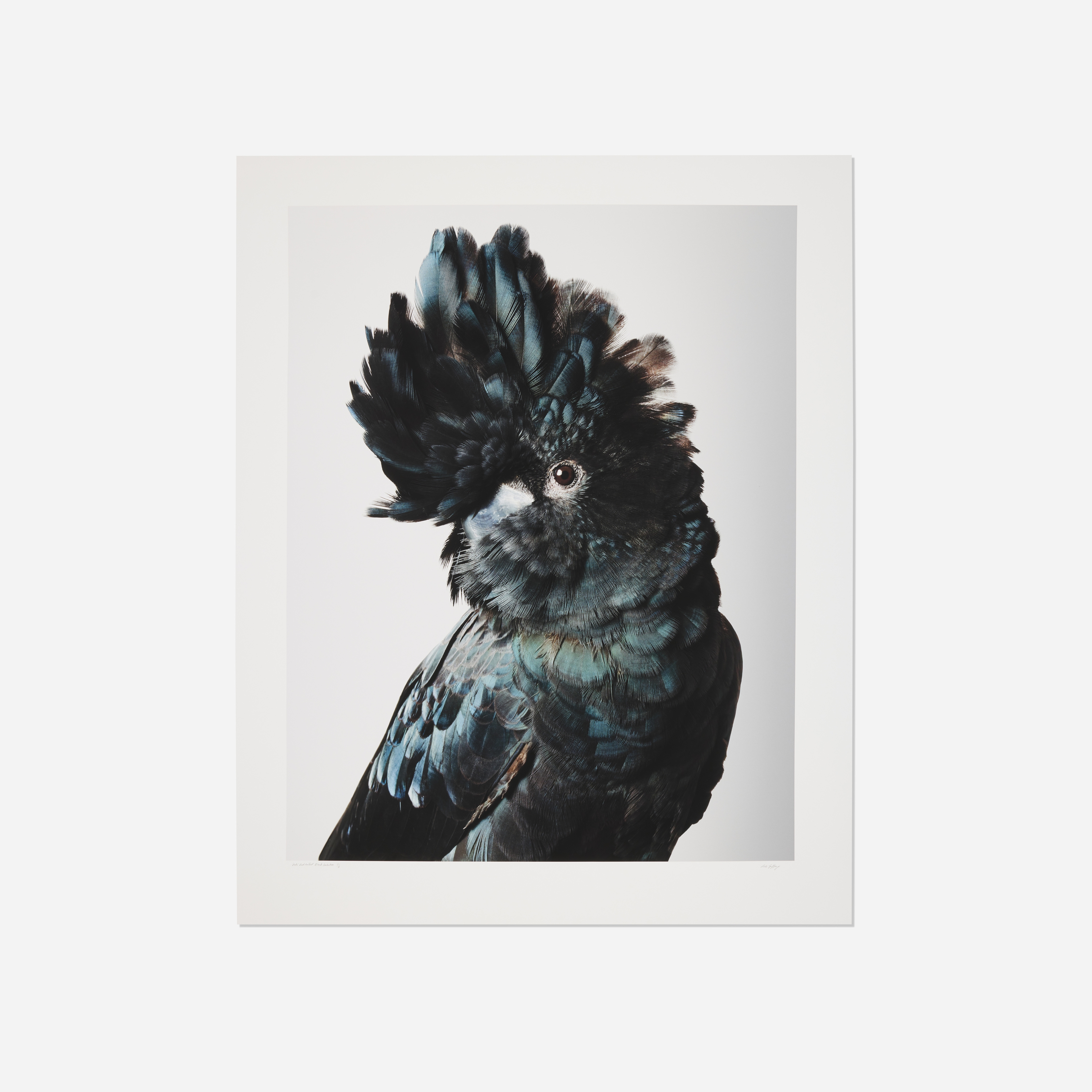 Leila Jeffreys | Pete Red-tailed Black Cockatoo | MutualArt