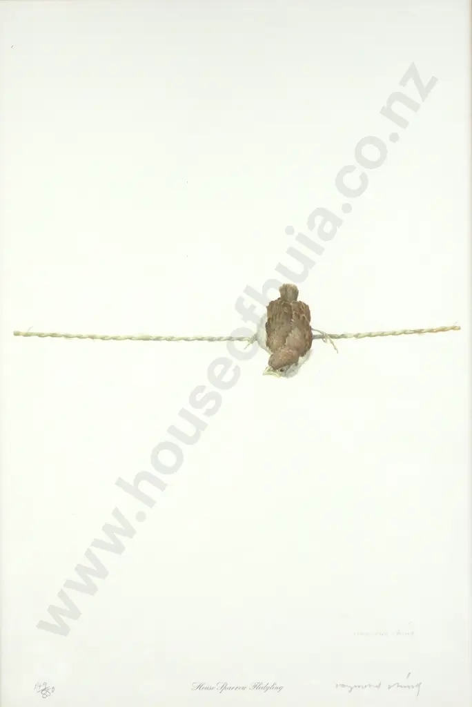 Raymond Harris Ching | House Sparrow Fledgling | MutualArt