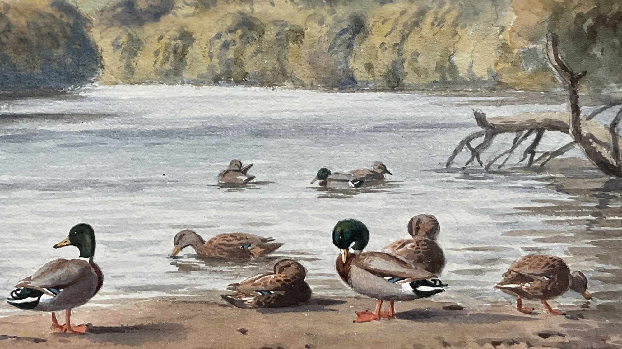 John Cyril Harrison | Mallards on a Lakeside | MutualArt