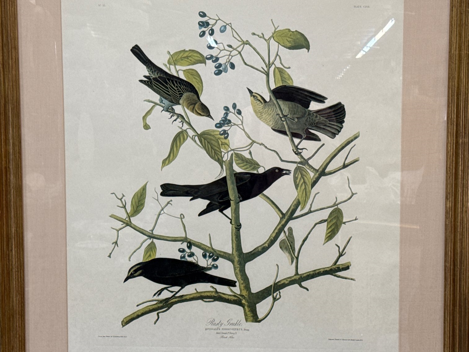 John James Audubon | Rusty Grakle (ca. 1833) | MutualArt