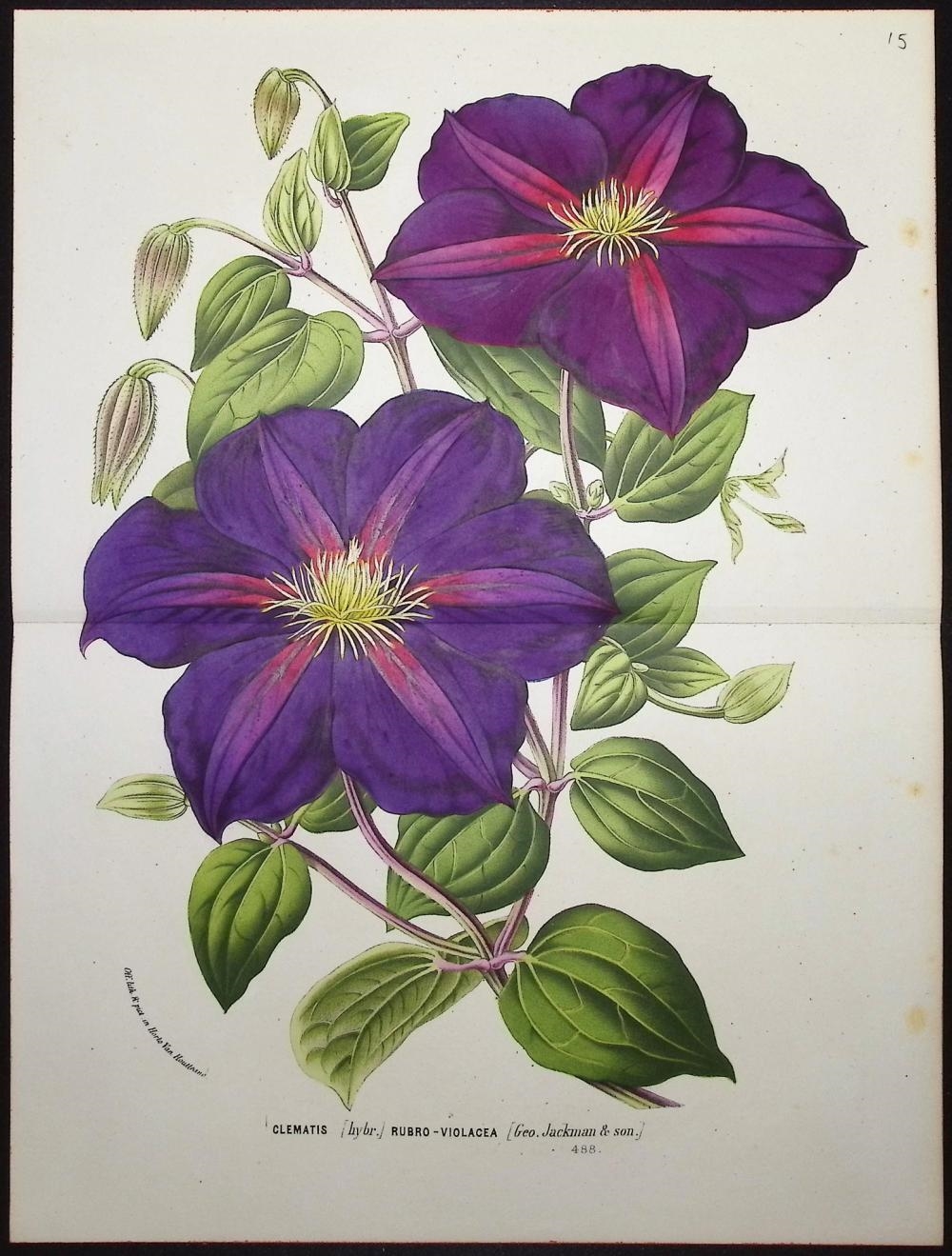 Louis van‏ Houtte‏ | Pair of Clematis Prints (1845 - 1883) | MutualArt