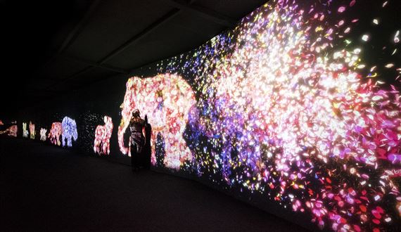 teamLab Borderless opens in Shanghai: Wander, Explore with Intention ...