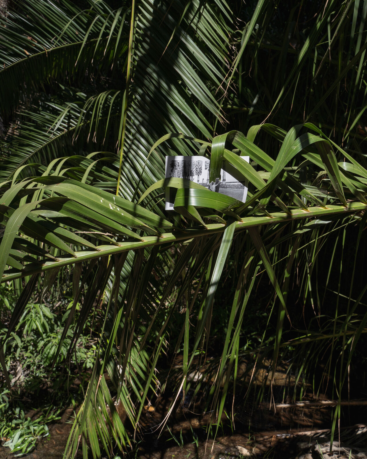 Amy Elkins | A Place Where We are in The Sun 20 **Kuruvungna / Santa ...