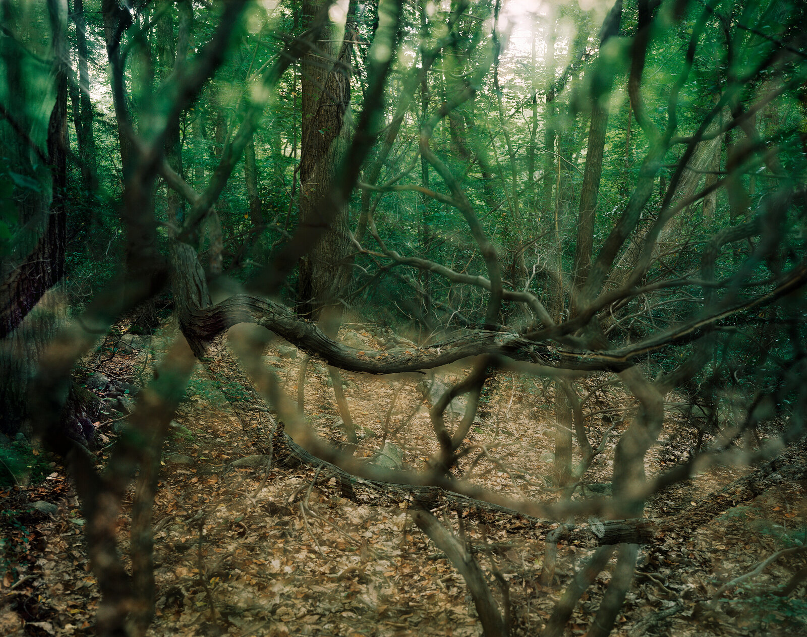 Carolyn Monastra | lovely, dark and deep #1 (2005) | MutualArt