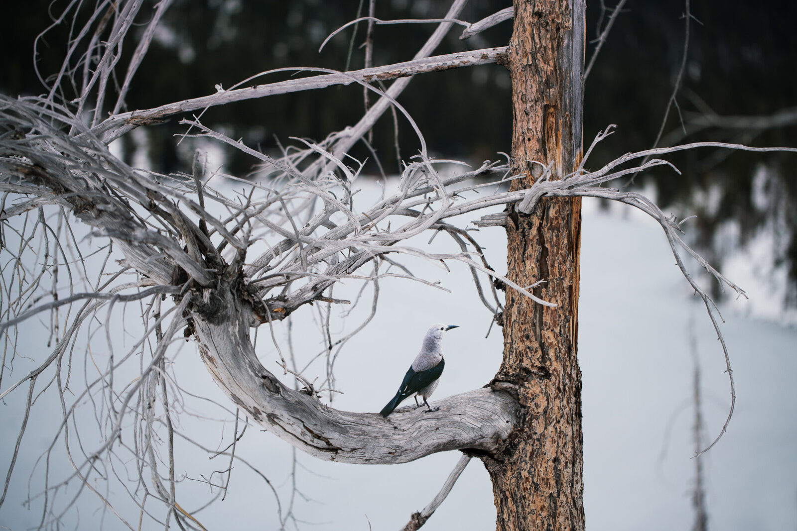 Carolyn Monastra | "Clark's Nutcracker" (2019) | MutualArt