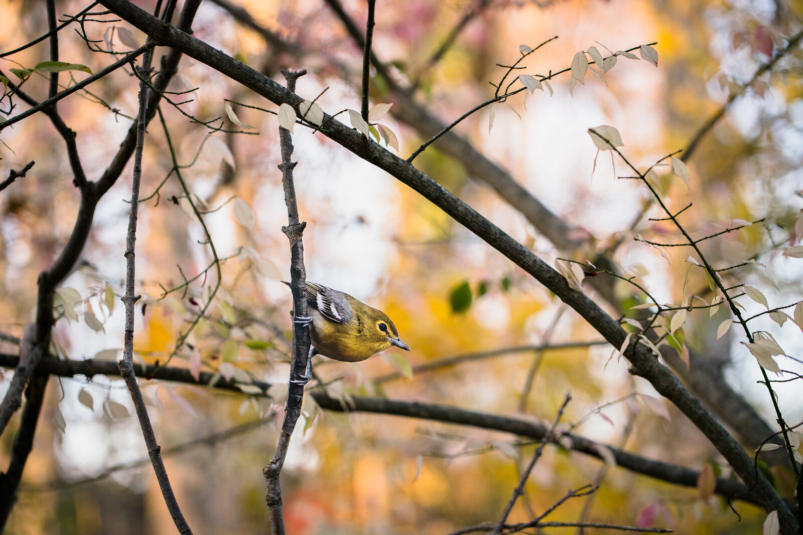 Carolyn Monastra | "Yellow-throated Vireo" - original bird photography ...