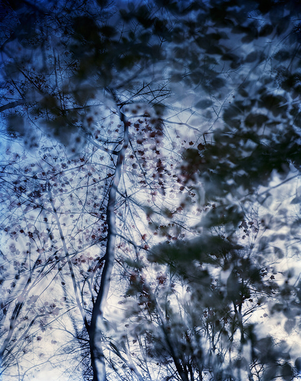 Carolyn Monastra | lovely, dark and deep #28 (2008) | MutualArt