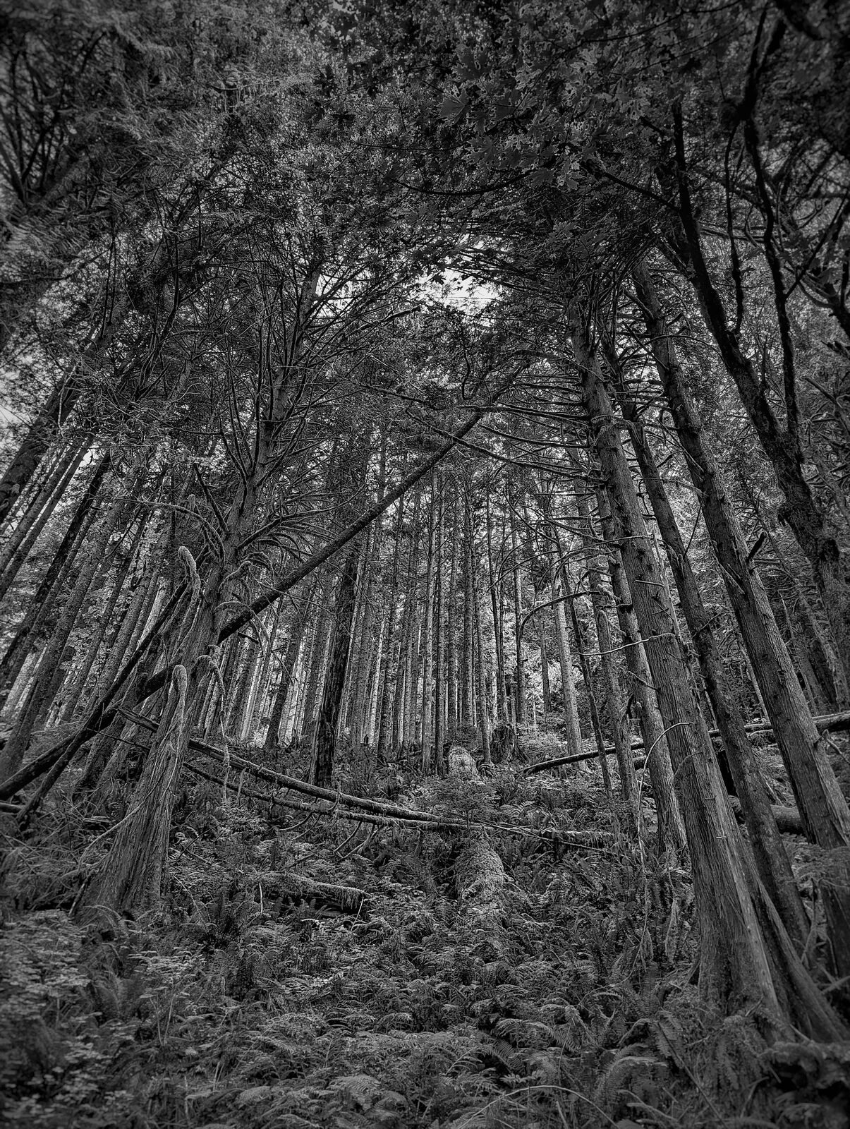 Joseph Gregory Rossano | Covered (2024) | MutualArt