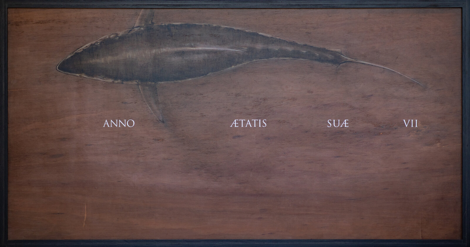 Joseph Gregory Rossano | Thunnus thynnus (Atlantic Bluefin Tuna) (2022 ...