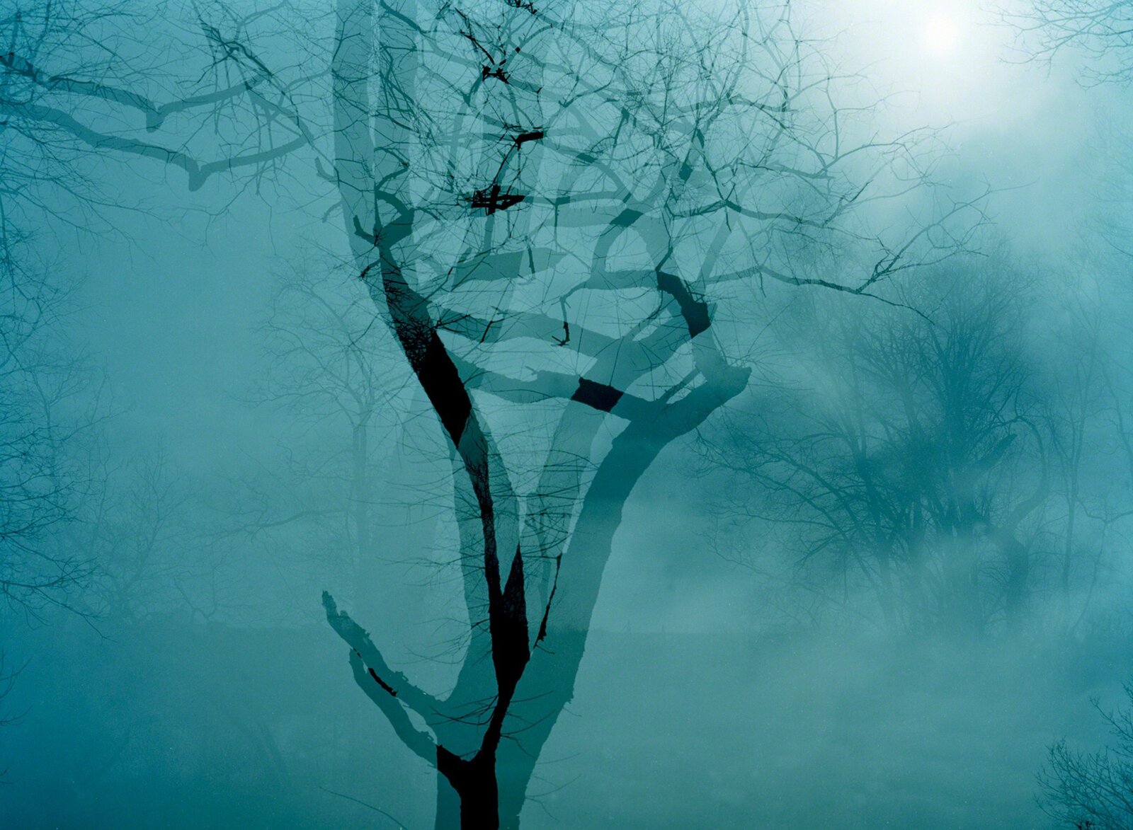 Leah Oates | Transitory Space, Brooklyn, Prospect Park Double Tree 19 ...