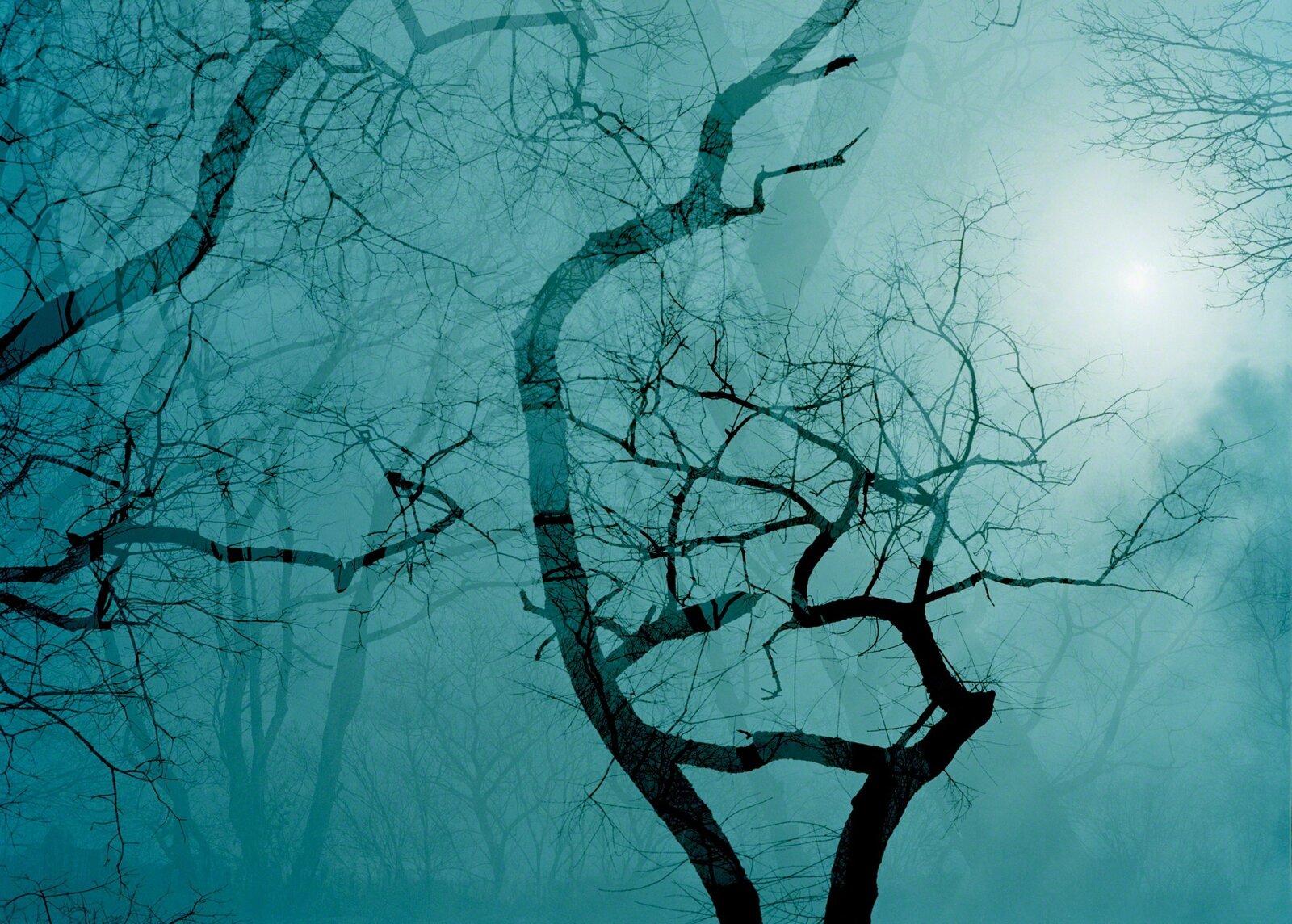 Leah Oates | Transitory Space, Brooklyn, Prospect Park Double Tree 3 ...